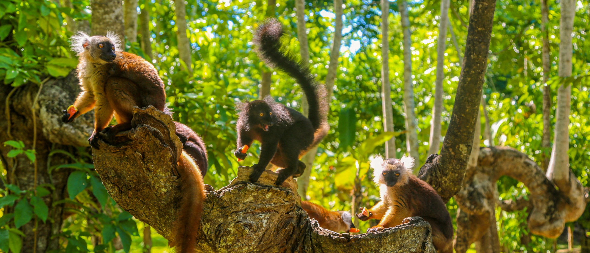 Lemurs Experience: Madagascar